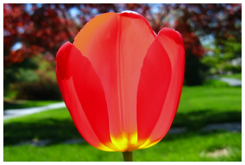 Avocare Photoblog: Red Tulip